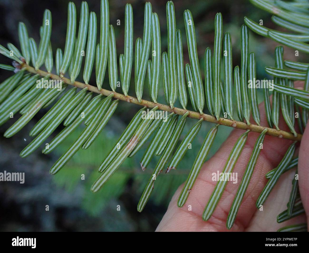 grand fir (Abies grandis Stock Photo - Alamy