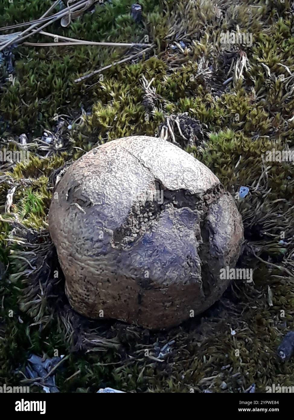 Dyeball (Pisolithus arhizus Stock Photo - Alamy