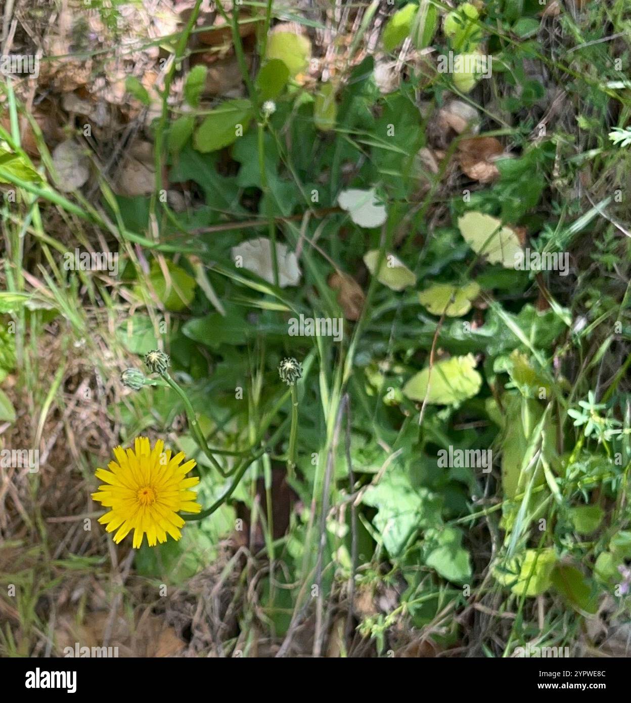 Common Cat's-ear (Hypochaeris radicata Stock Photo - Alamy
