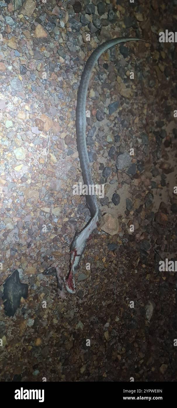 Childrens python hi-res stock photography and images - Alamy