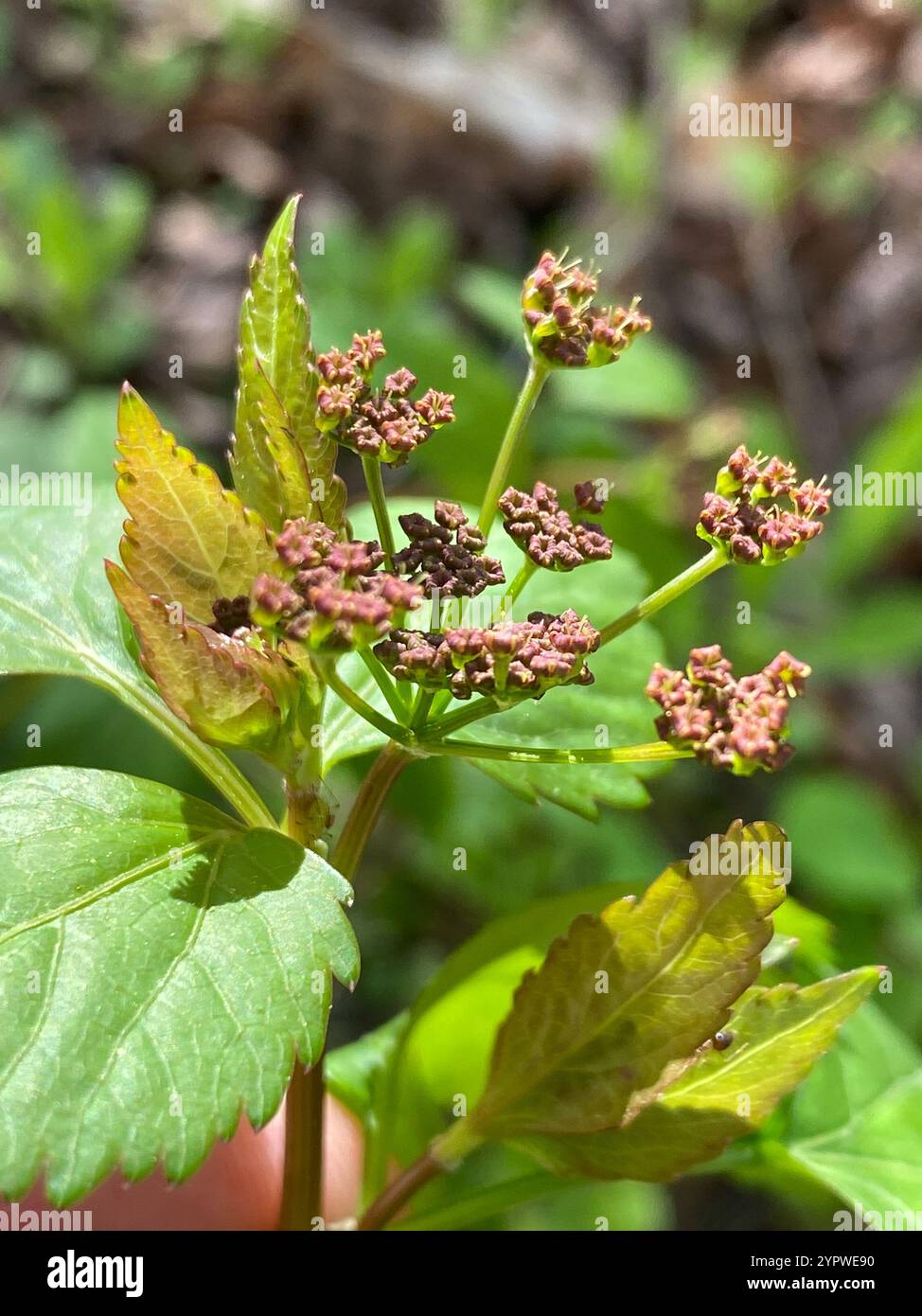 purple meadow-parsnip (Thaspium trifoliatum trifoliatum Stock Photo - Alamy