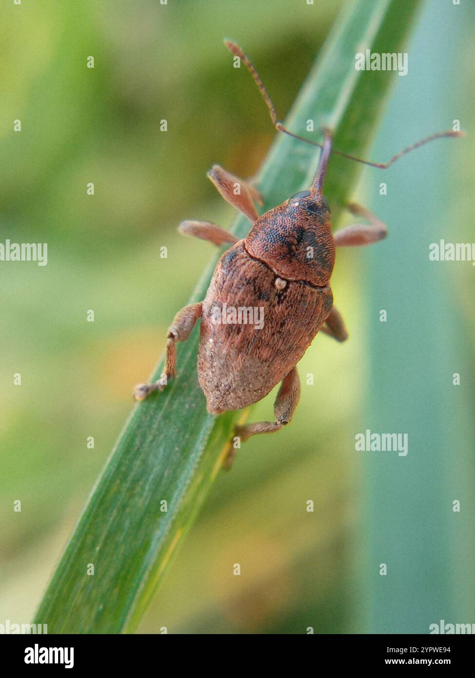 Nut and Acorn Weevils (Curculio Stock Photo - Alamy