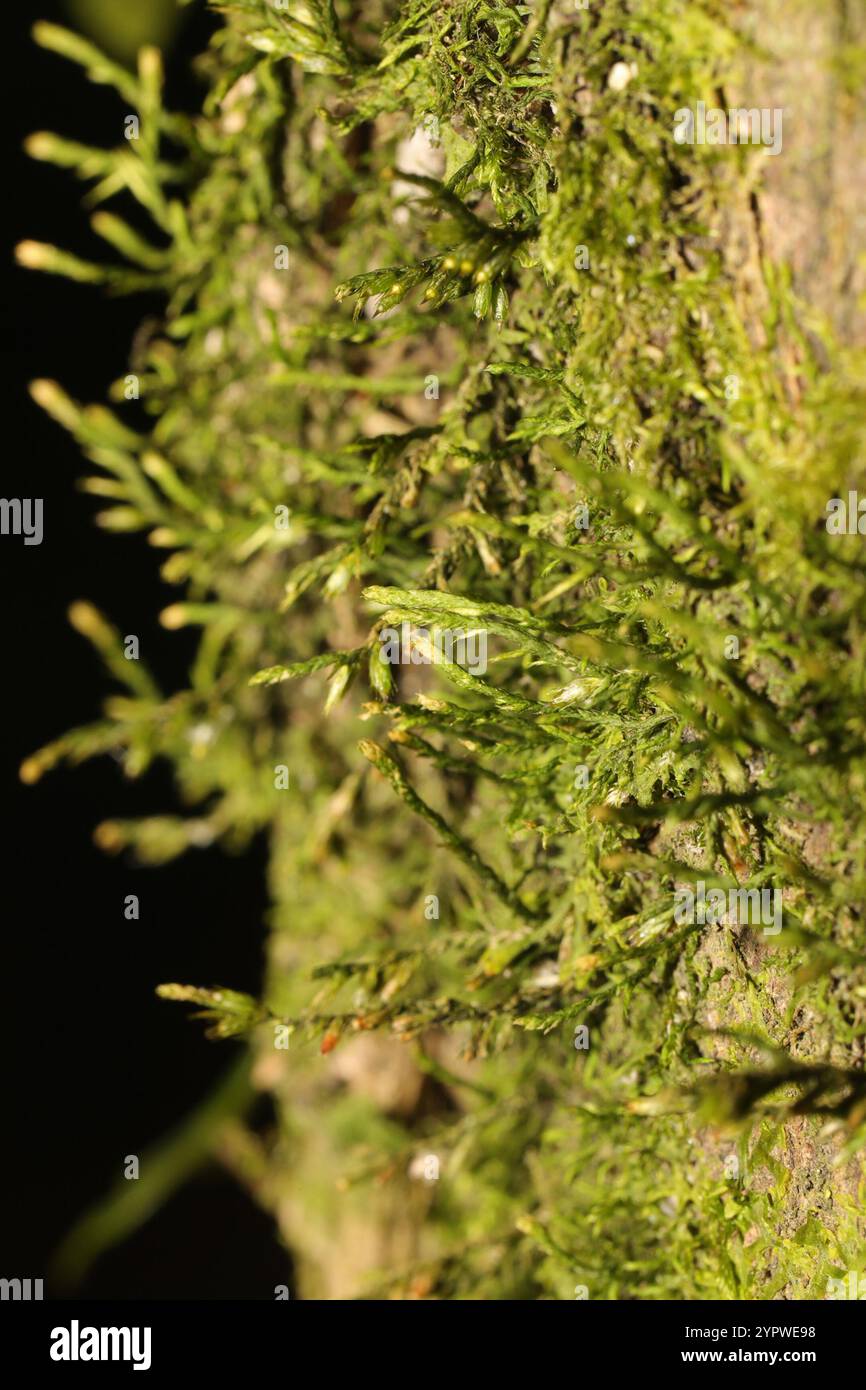 Lateral Cryphaea (Cryphaea heteromalla Stock Photo - Alamy