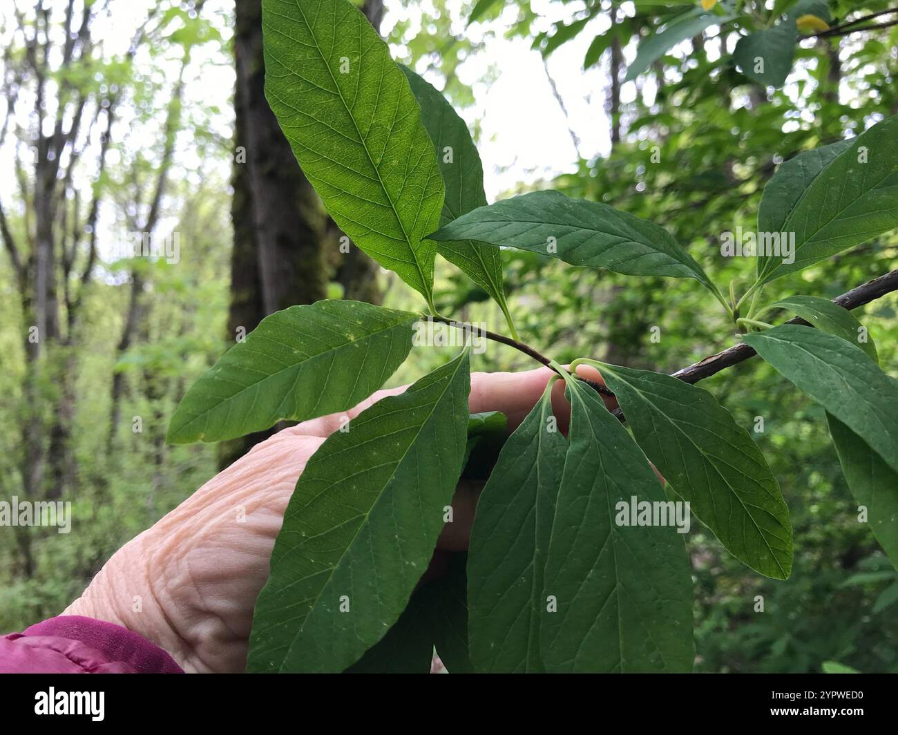 Osoberry hi-res stock photography and images - Alamy
