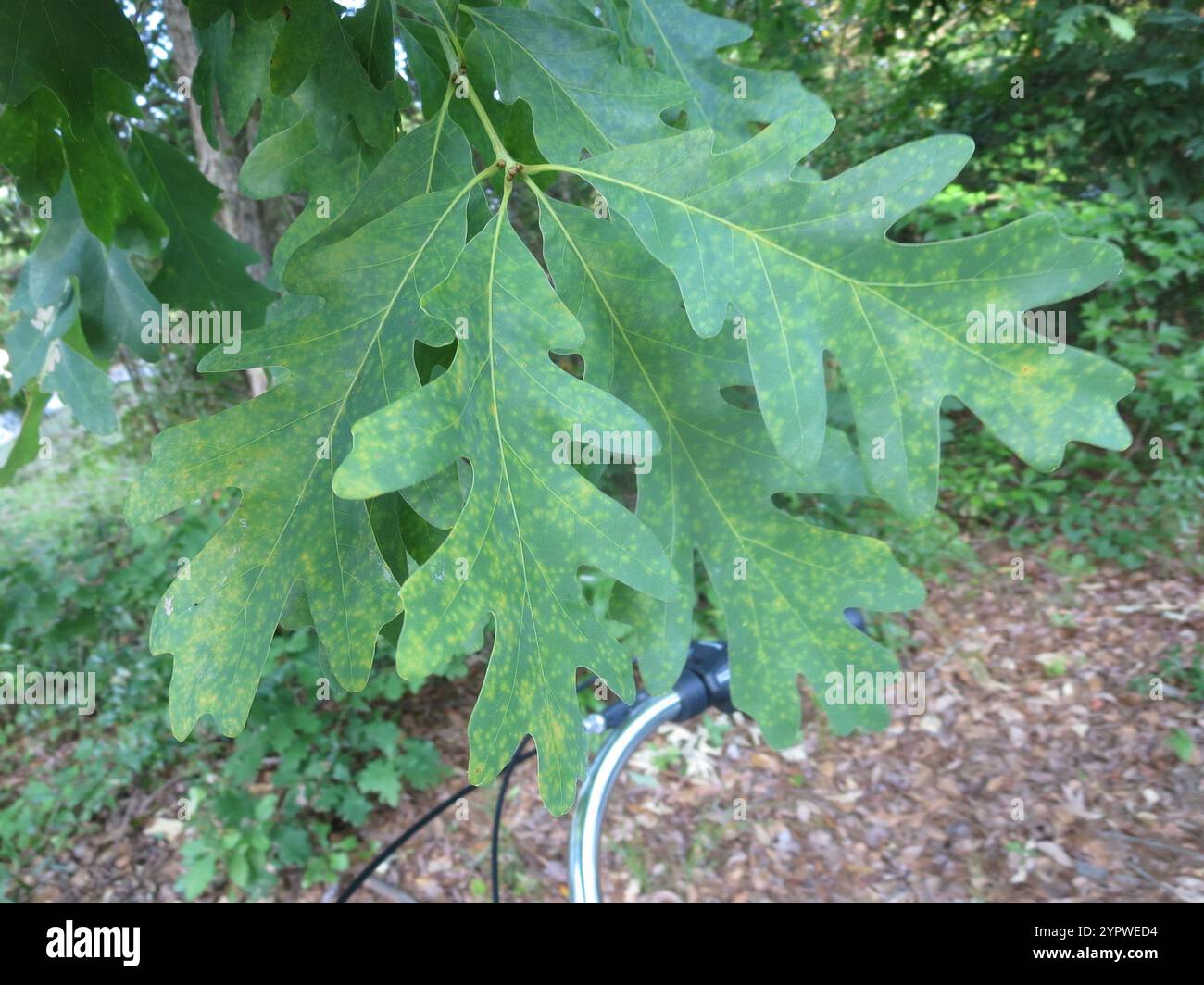 white oak (Quercus alba Stock Photo - Alamy