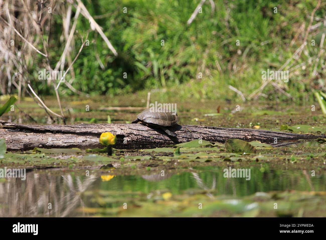 Western Pond Turtle (Actinemys marmorata Stock Photo - Alamy