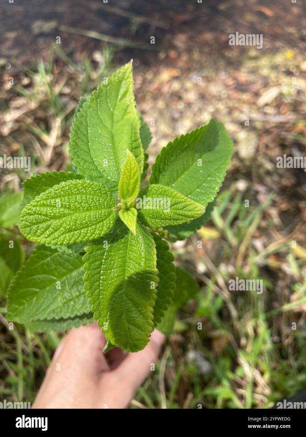 false nettle (Boehmeria cylindrica Stock Photo - Alamy