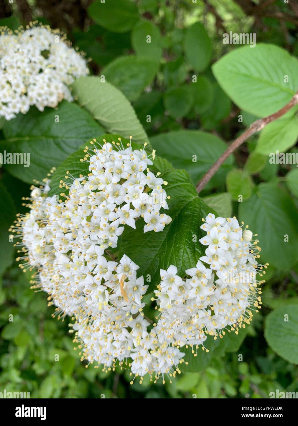 Wayfaring-tree (Viburnum lantana Stock Photo - Alamy