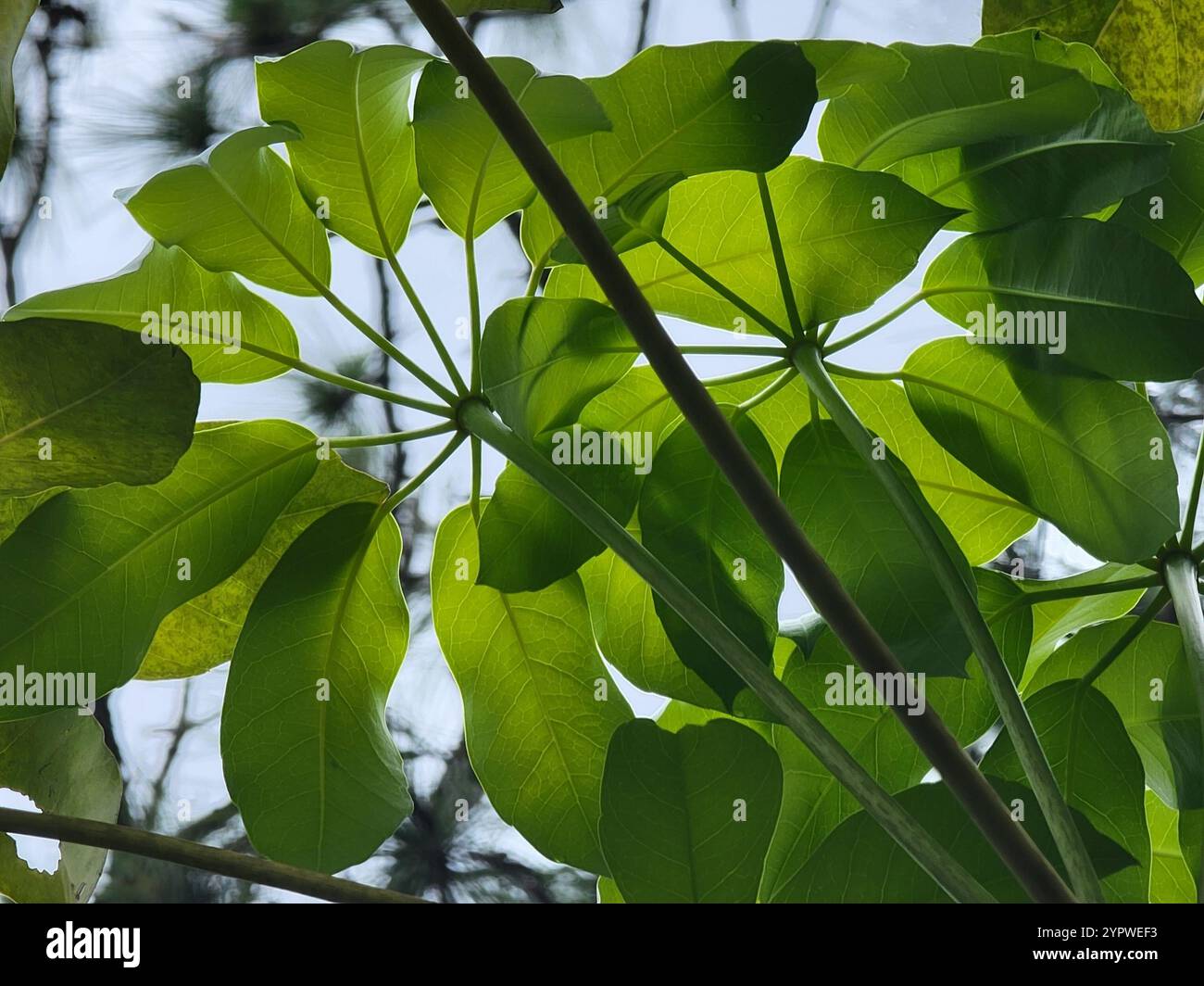 Australian Umbrella Tree (Heptapleurum actinophyllum Stock Photo - Alamy