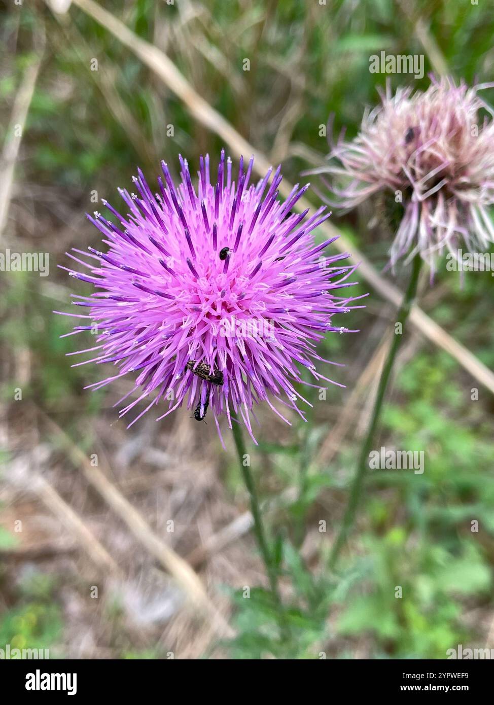 Texas Thistle (Cirsium texanum Stock Photo - Alamy