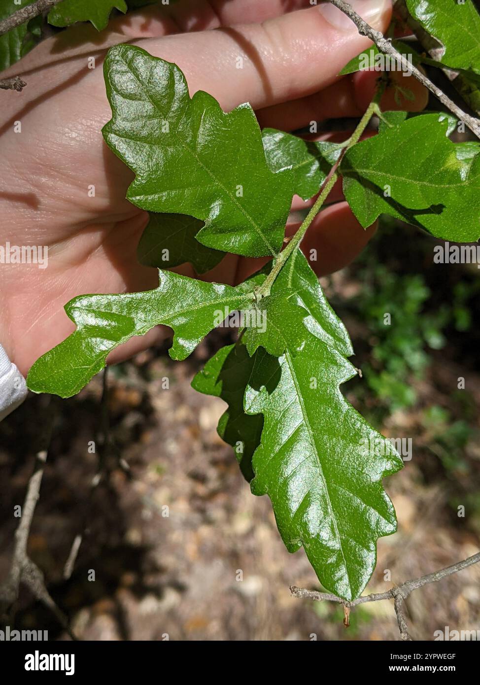 Shin oak hi-res stock photography and images - Alamy
