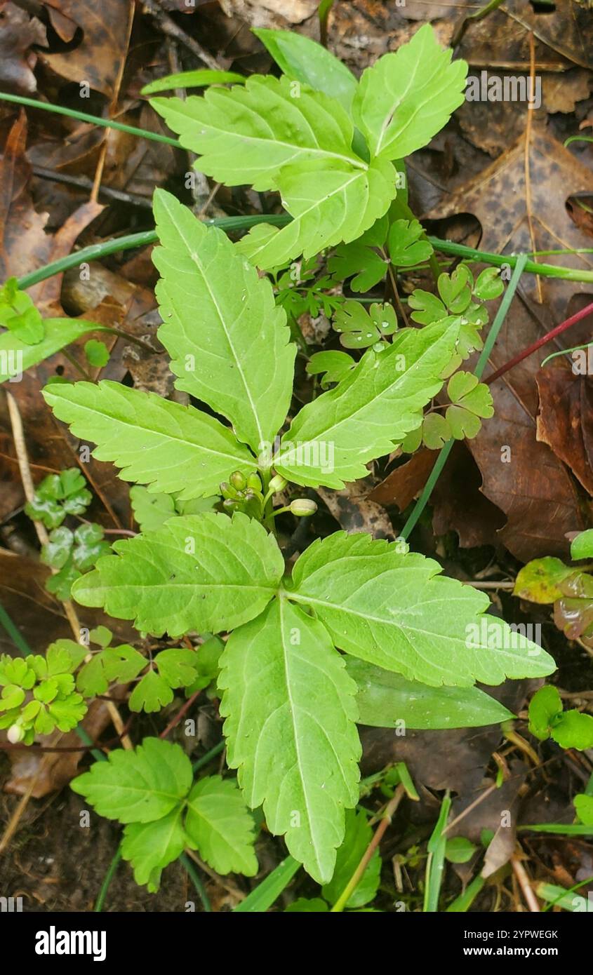Two-leaved Toothwort (Cardamine diphylla Stock Photo - Alamy