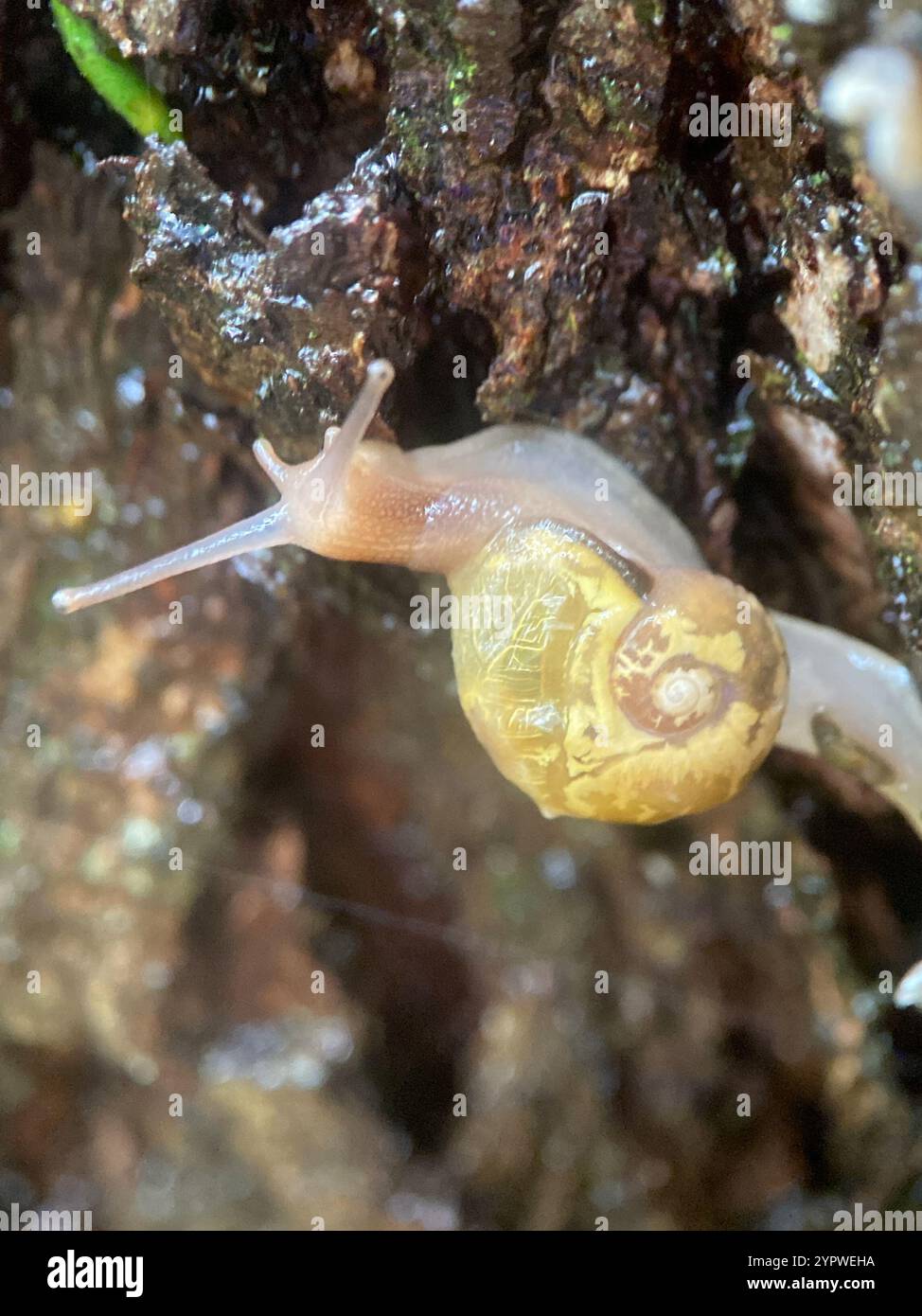 Golden Semi-slug (Mysticarion porrectus Stock Photo - Alamy