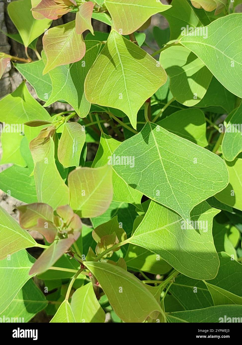 Chinese Tallow (Triadica sebifera Stock Photo - Alamy