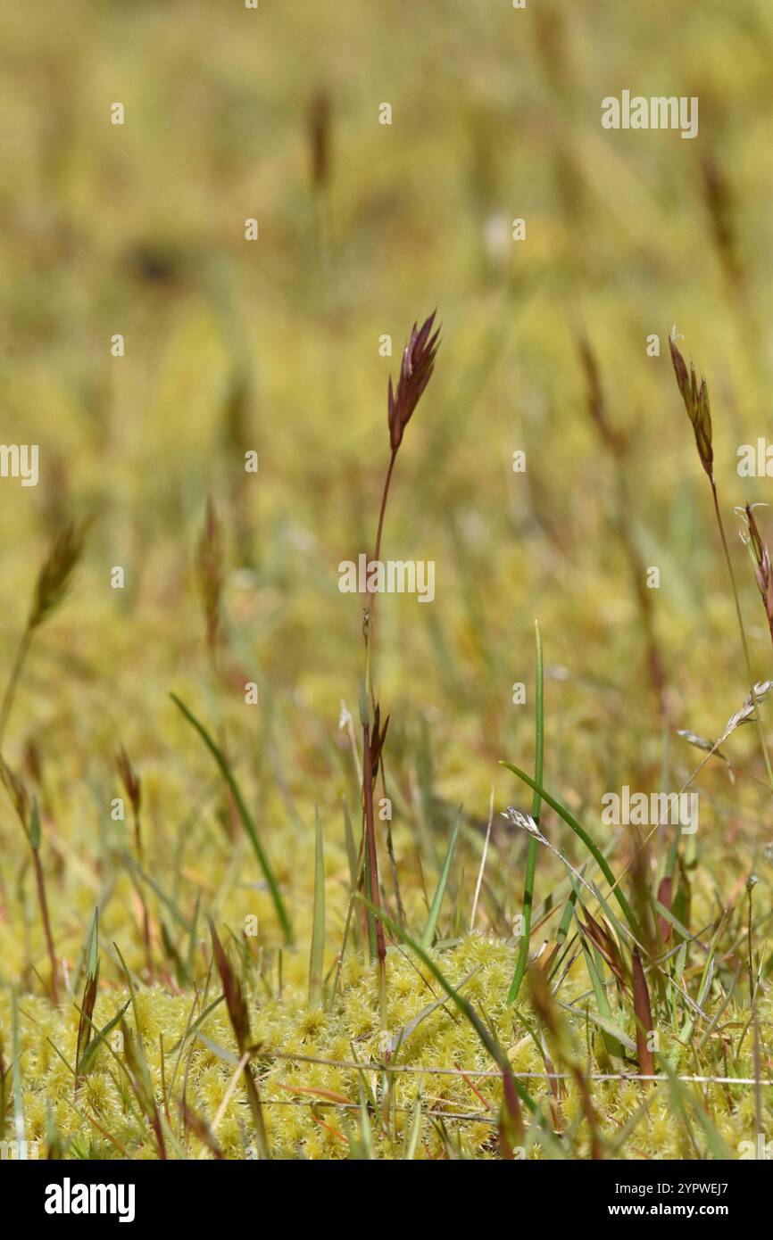 sweet vernal grass (Anthoxanthum odoratum Stock Photo - Alamy