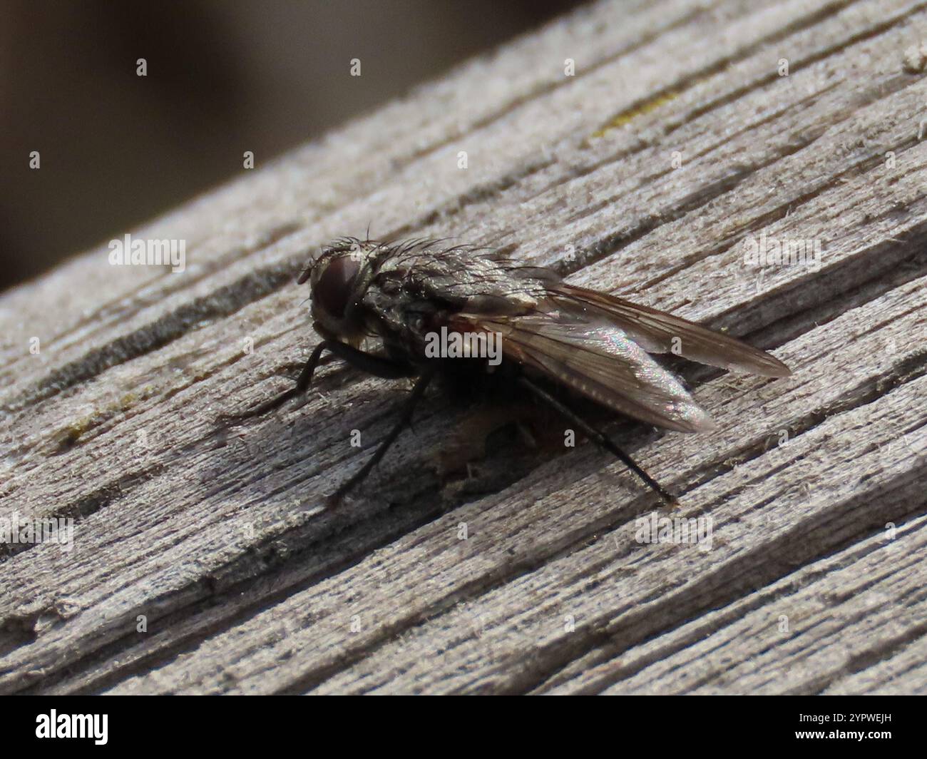 Cluster Flies (Pollenia Stock Photo - Alamy
