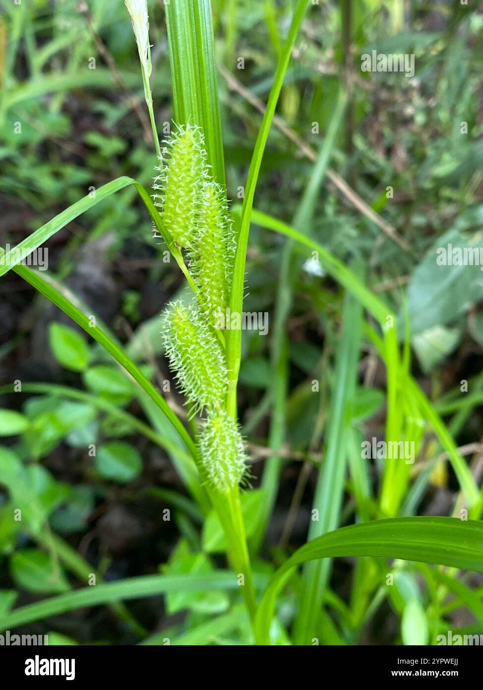 golden cattail sedge (Carex aureolensis Stock Photo - Alamy