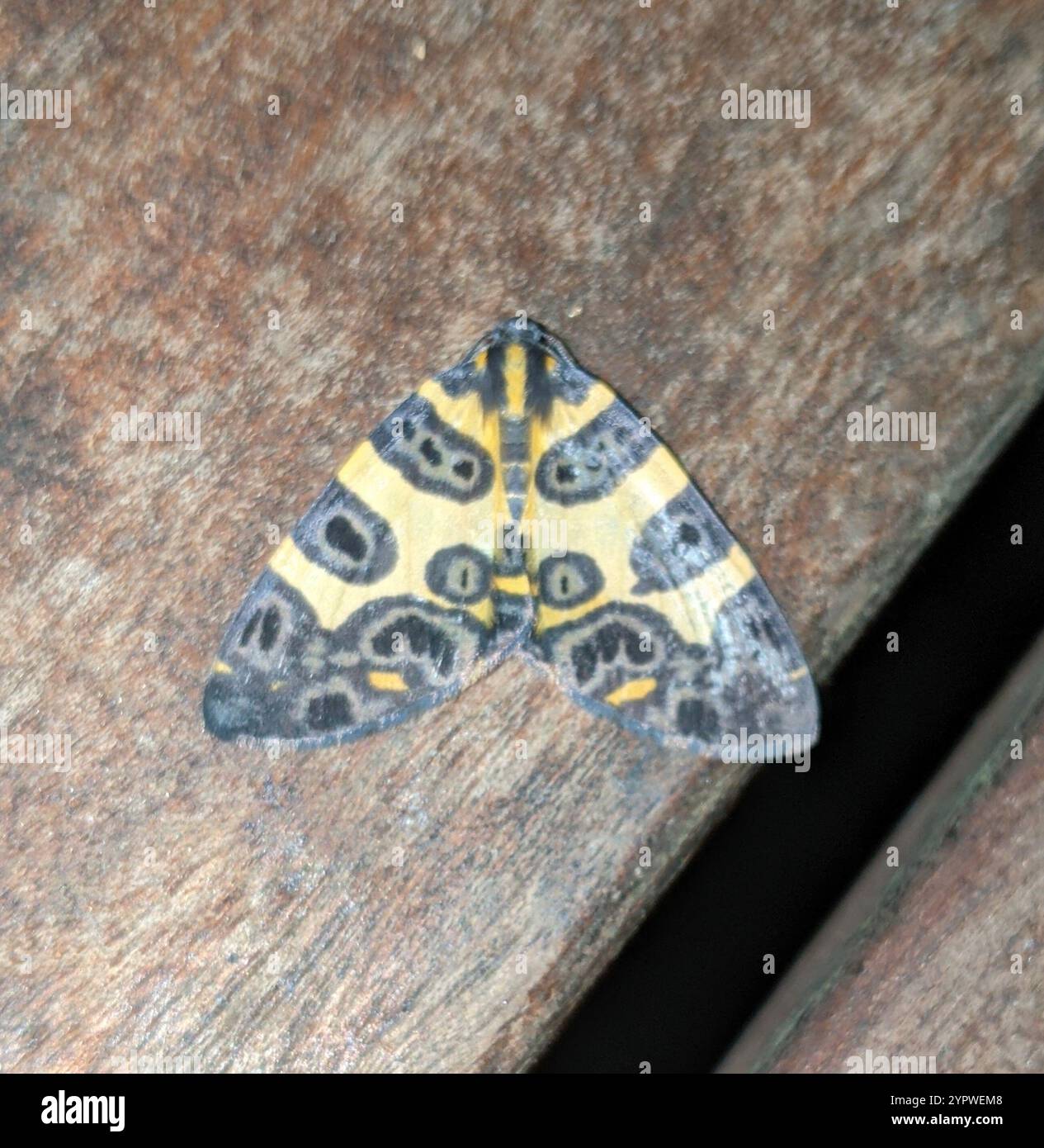 Leopard Moths (Pantherodes Stock Photo - Alamy