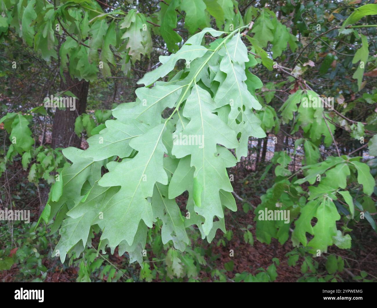 white oak (Quercus alba Stock Photo - Alamy