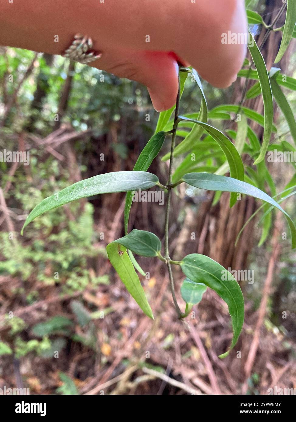 New Zealand jasmine (Parsonsia capsularis Stock Photo - Alamy