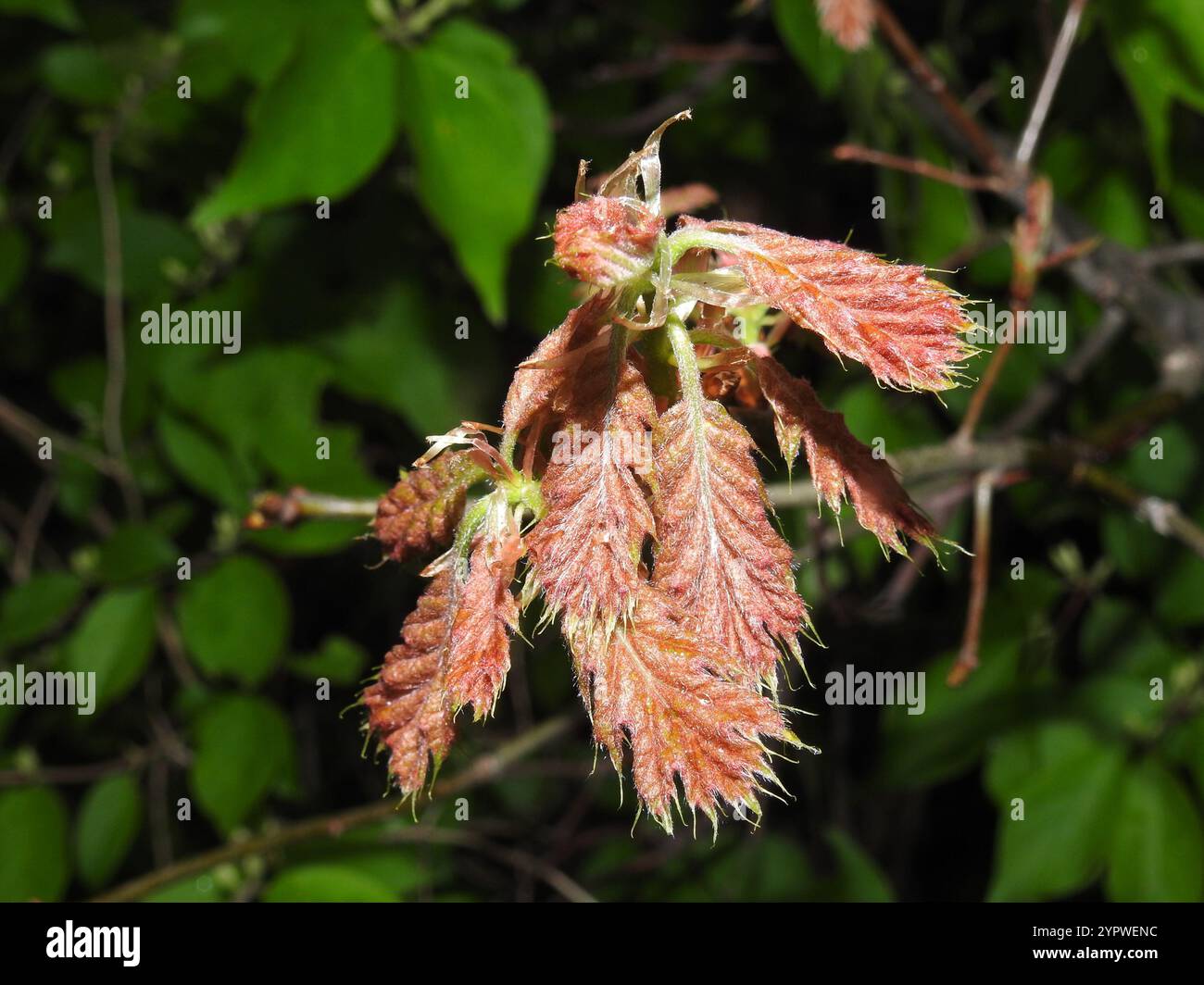 northern red oak (Quercus rubra Stock Photo - Alamy