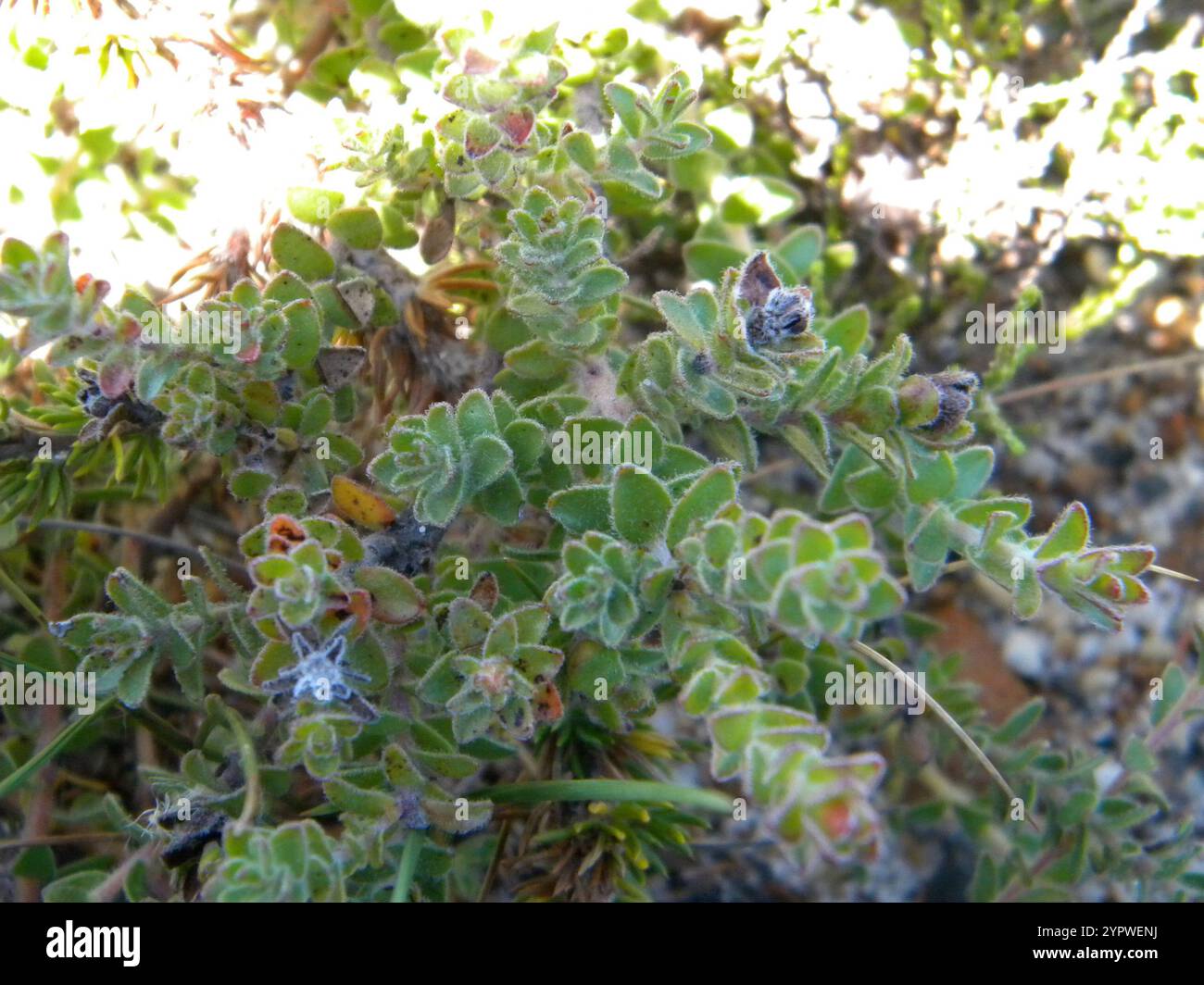 Peninsula Silkypuff (Diastella divaricata divaricata Stock Photo - Alamy