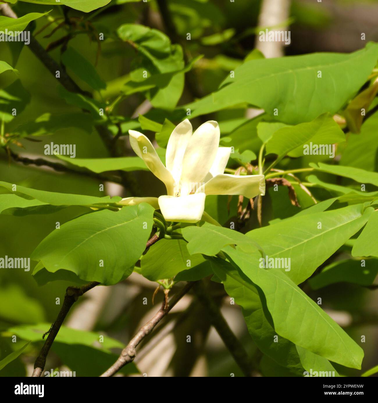 Fraser Magnolia (Magnolia fraseri Stock Photo - Alamy