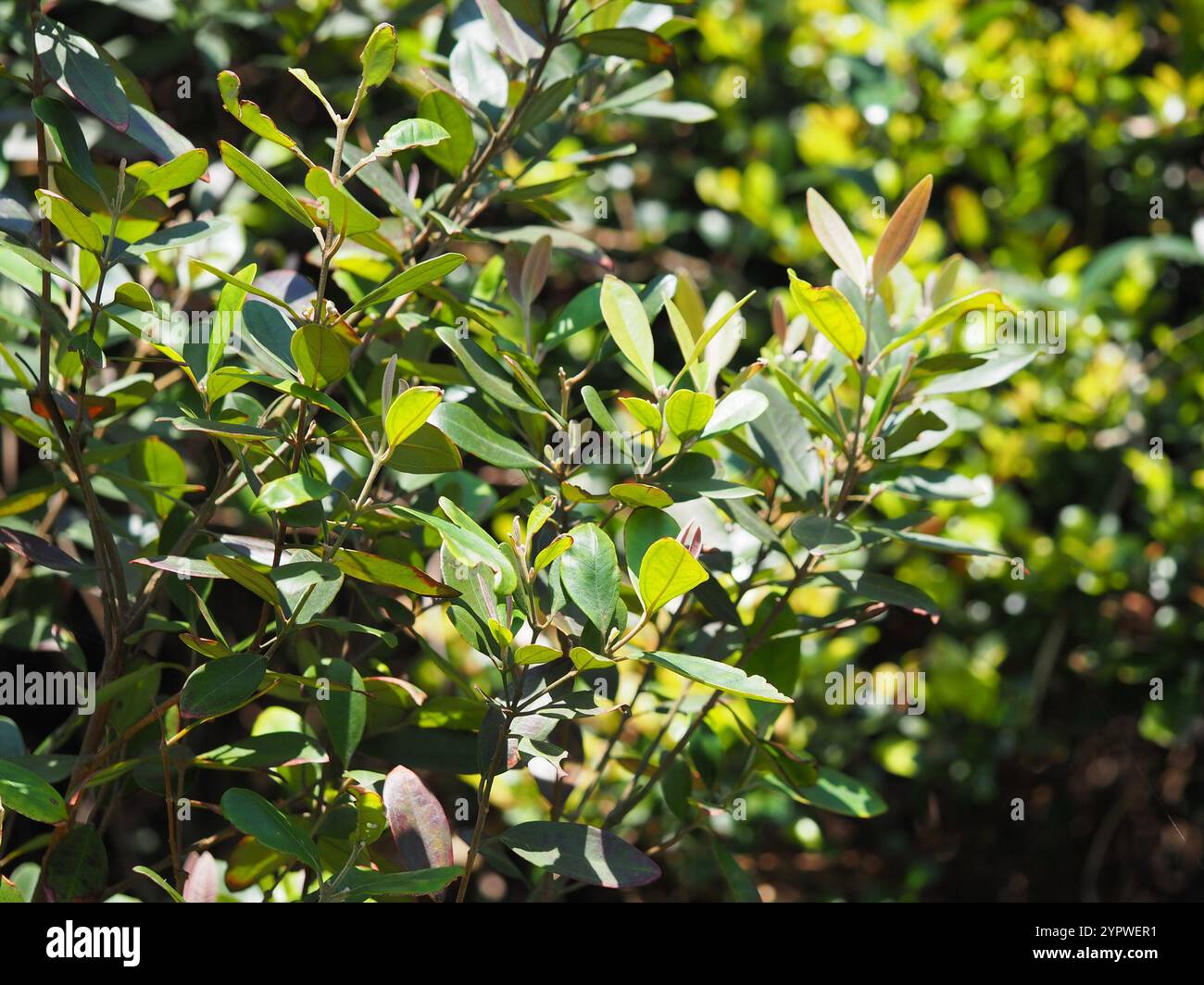 Rhodomyrtus tomentosa hi-res stock photography and images - Alamy