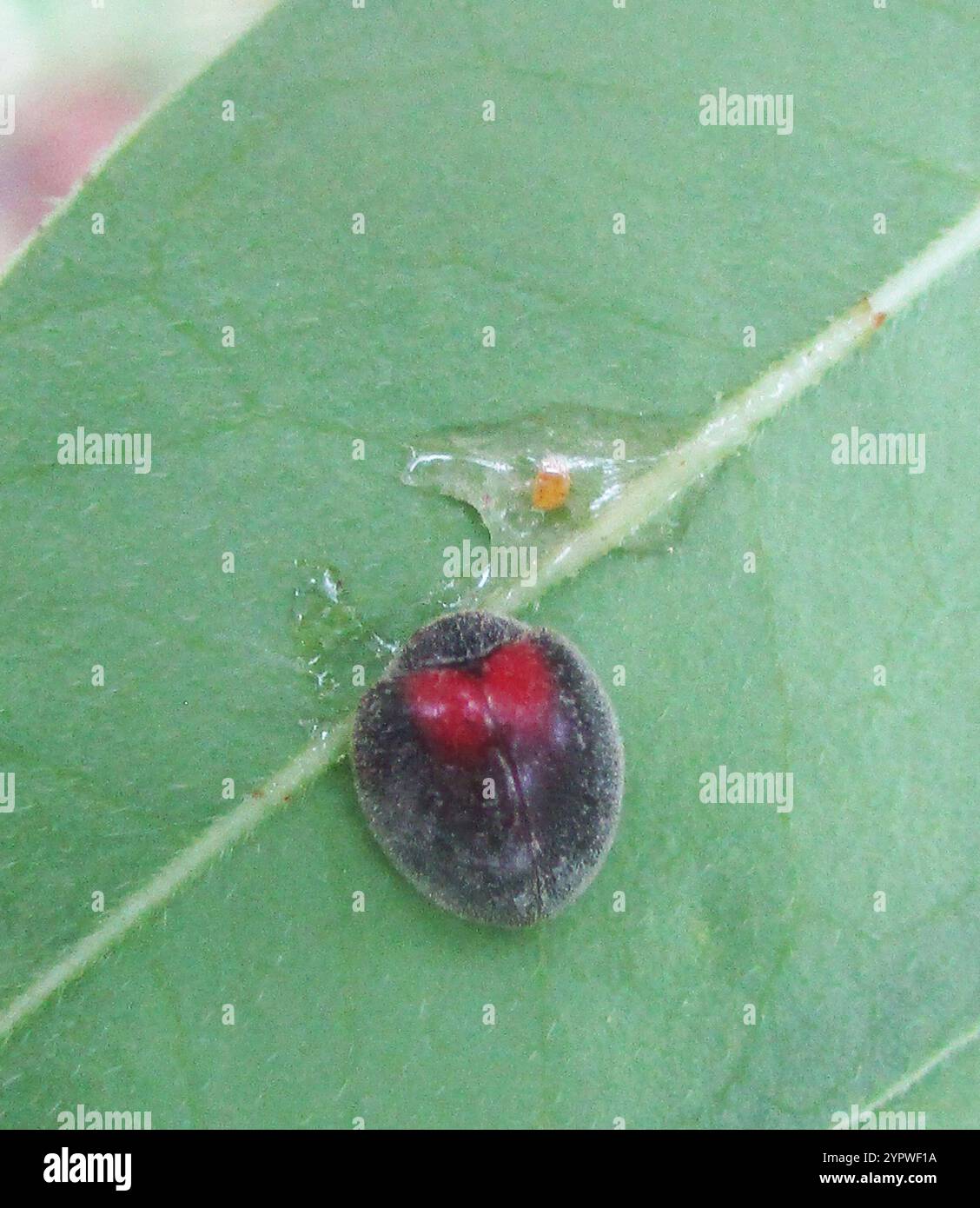 South African Scale-eating Lady Beetle (Novius iceryae Stock Photo - Alamy