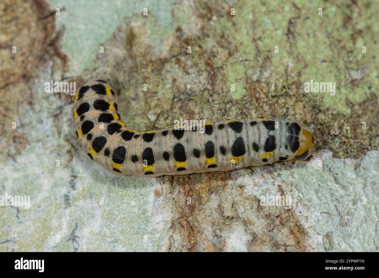 Light Marathyssa Moth (Marathyssa basalis Stock Photo - Alamy