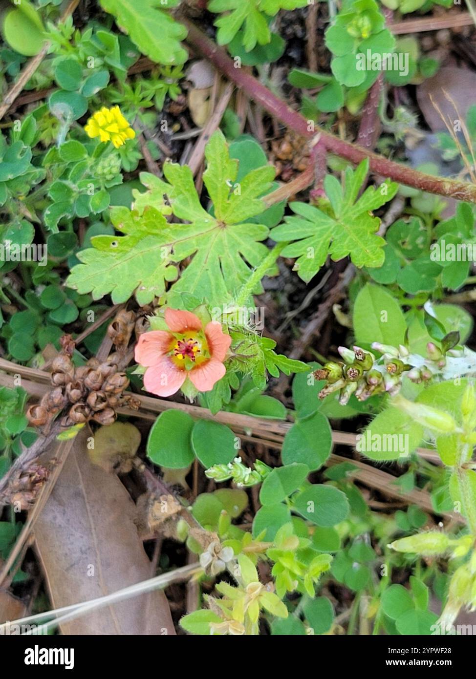Carolina Bristlemallow (Modiola caroliniana Stock Photo - Alamy