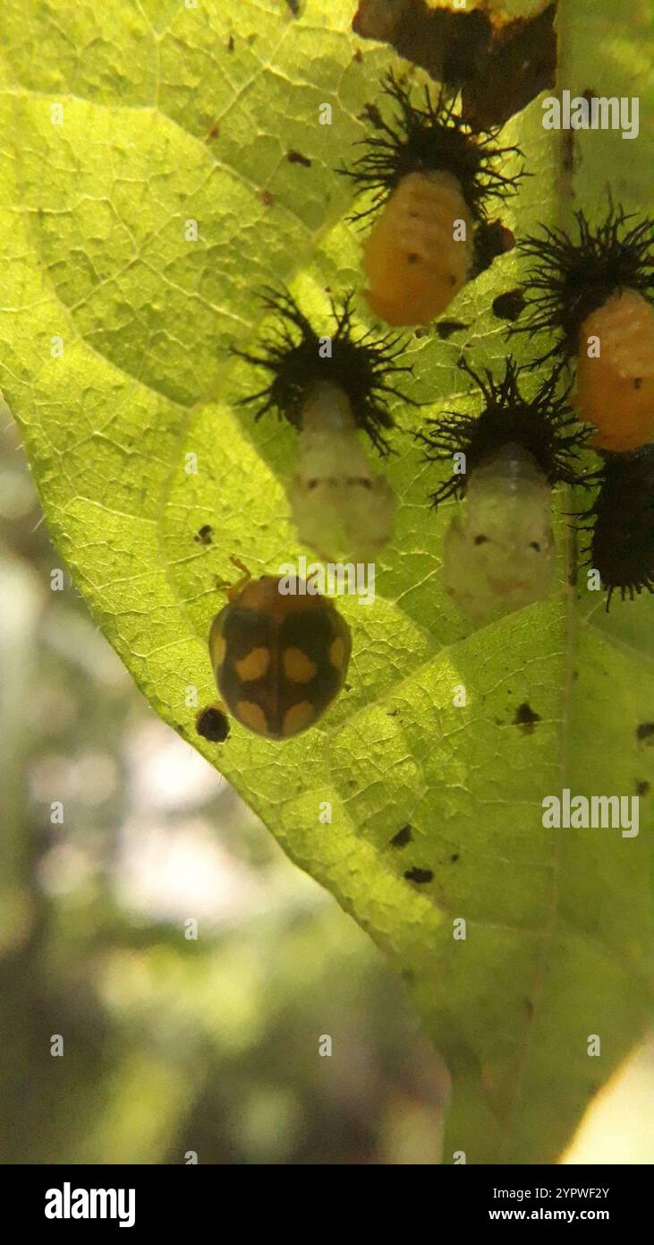 Epilachna hi-res stock photography and images - Alamy