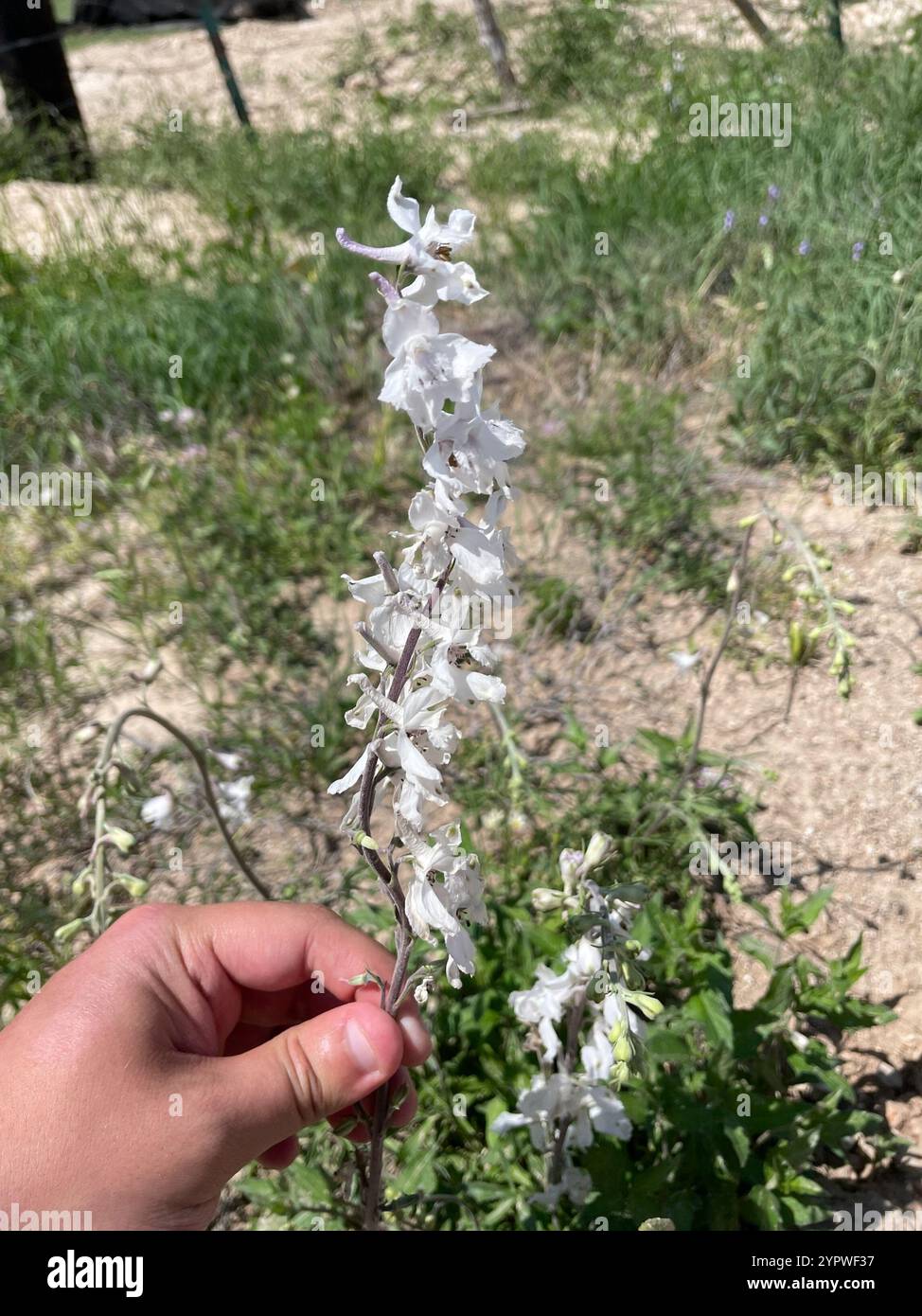 Wild Blue Larkspur (Delphinium carolinianum Stock Photo - Alamy