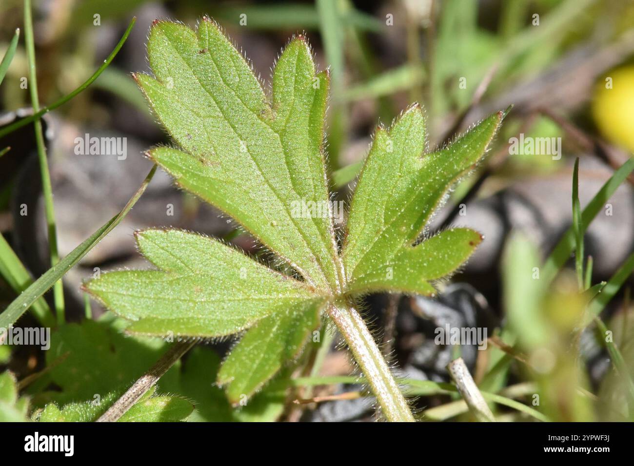 Western Buttercup (Ranunculus occidentalis Stock Photo - Alamy