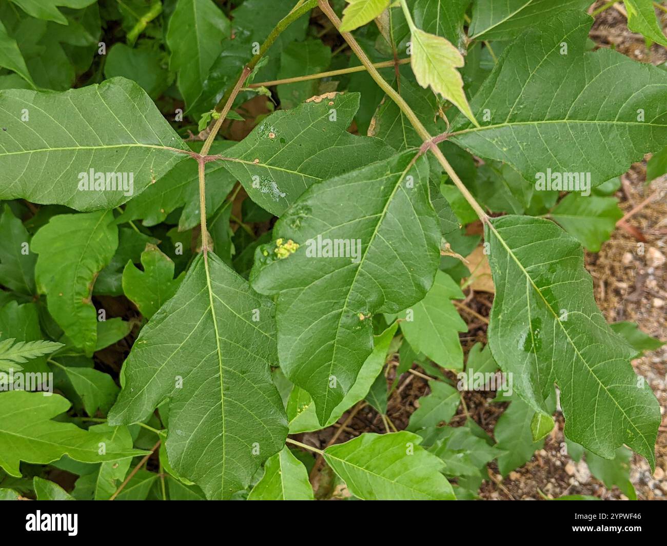 Poison Ivy Leaf Mite (Aculops rhois Stock Photo - Alamy