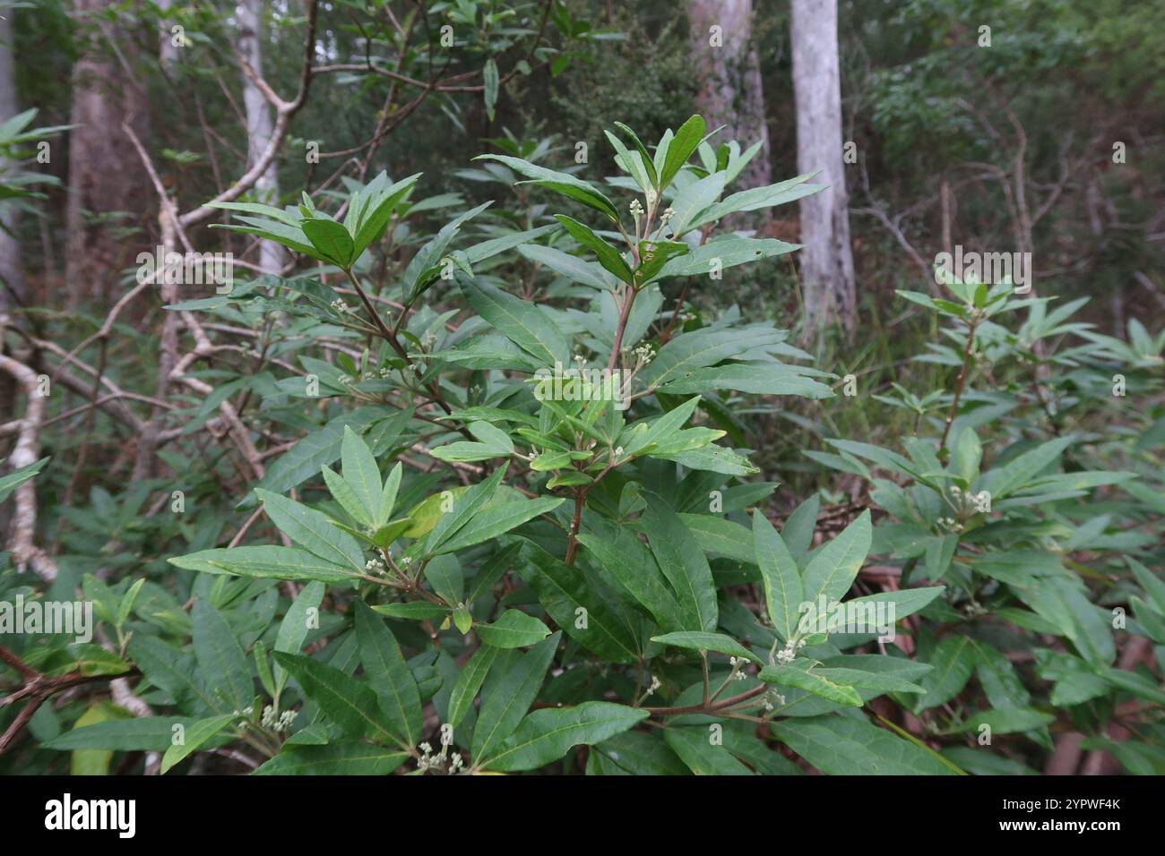 Stinkwood (Zieria arborescens Stock Photo - Alamy