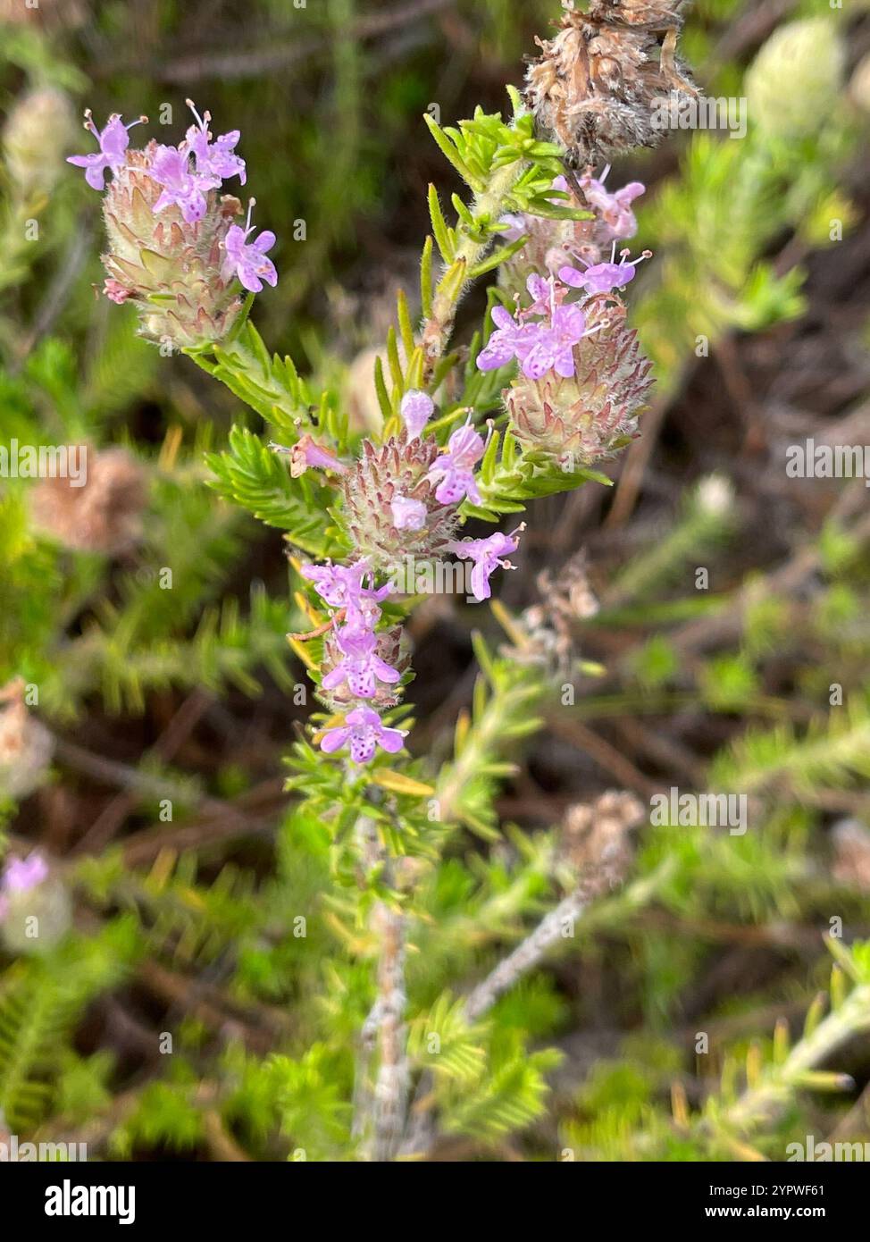 Florida pennyroyal (Piloblephis rigida Stock Photo - Alamy