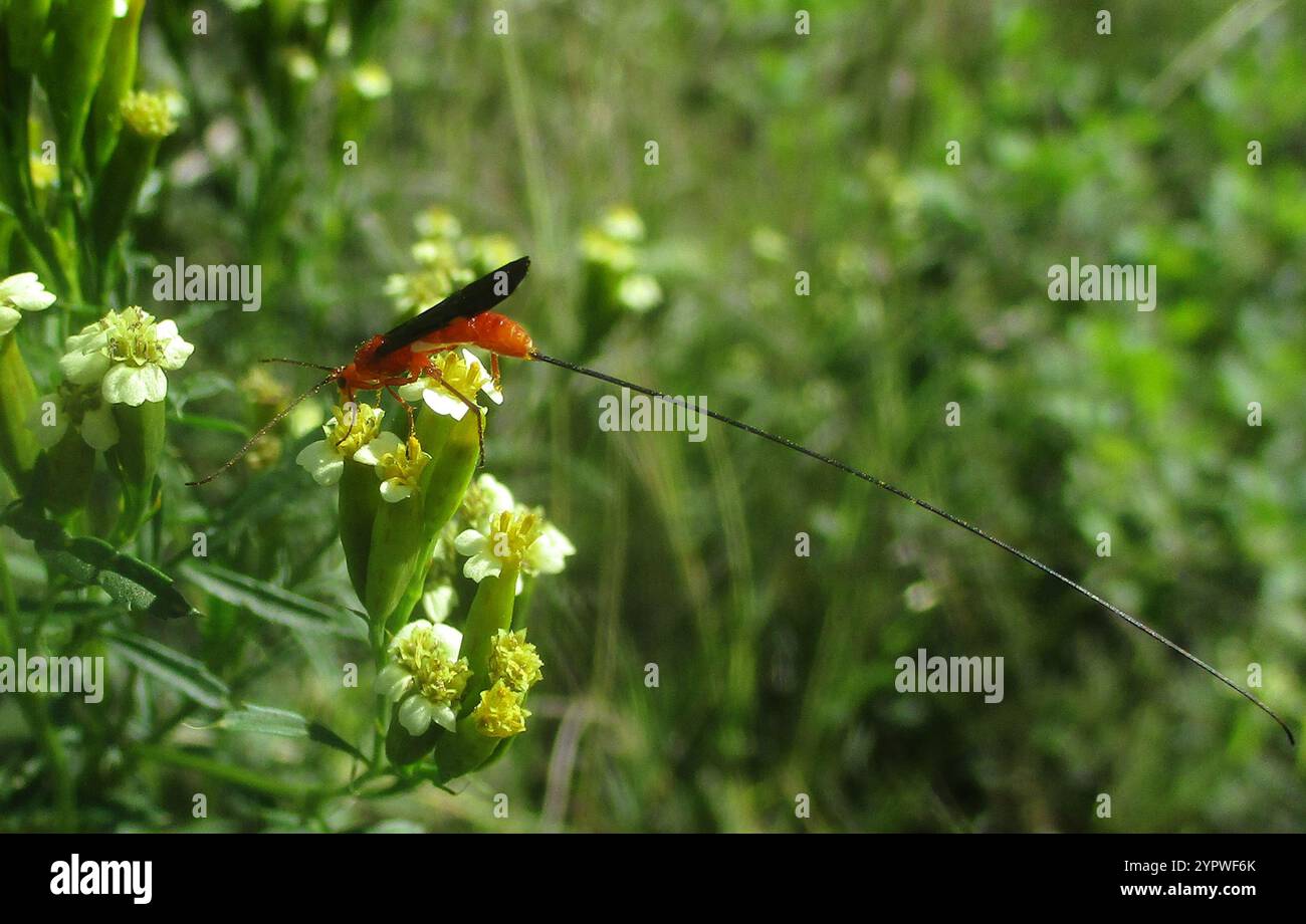 wild marigold (Tagetes minuta Stock Photo - Alamy