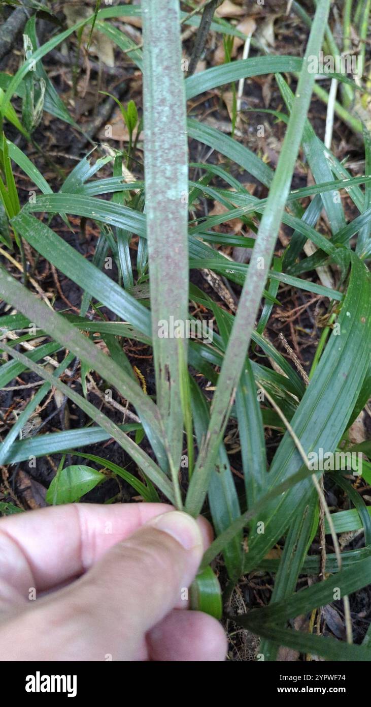 bush rice grass (Ehrharta diplax Stock Photo - Alamy