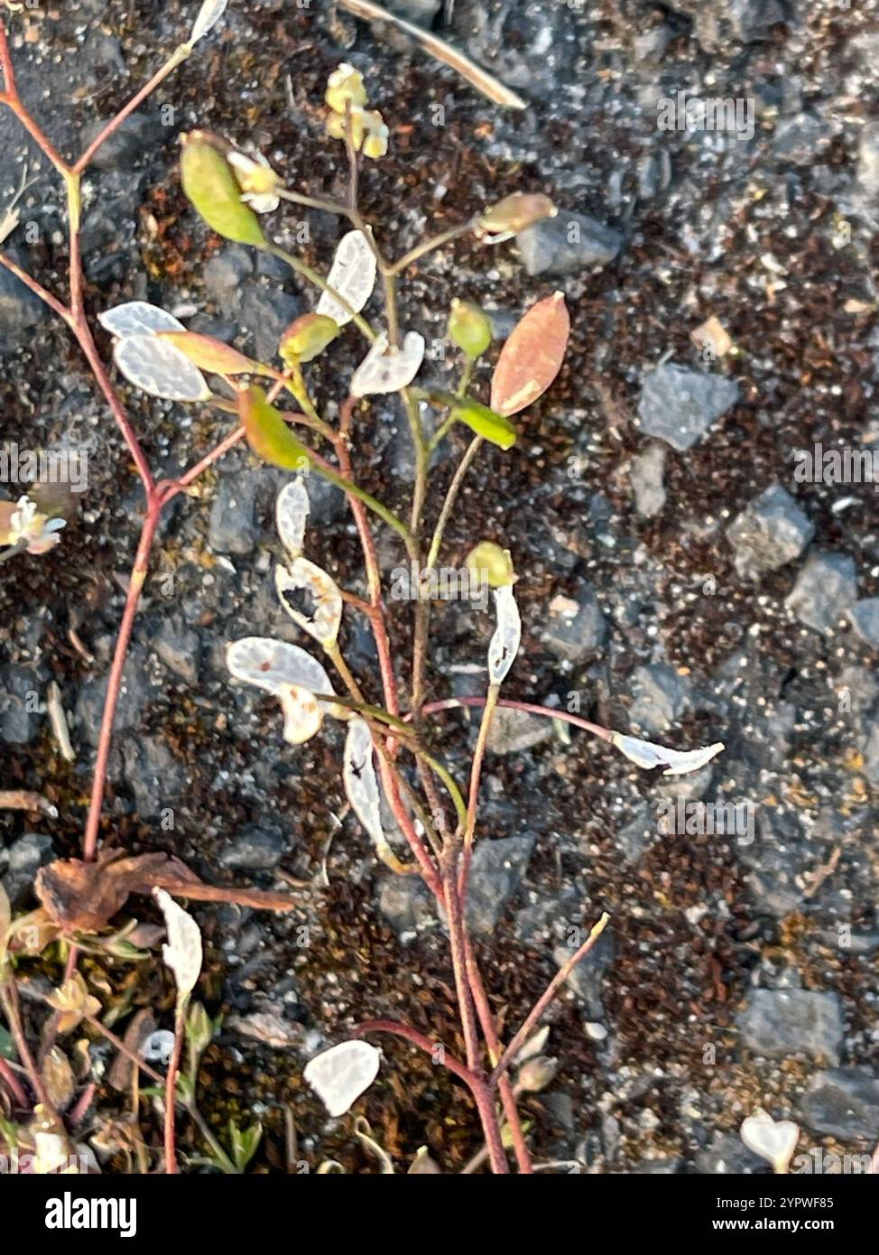 Common Whitlowgrass (Draba verna Stock Photo - Alamy