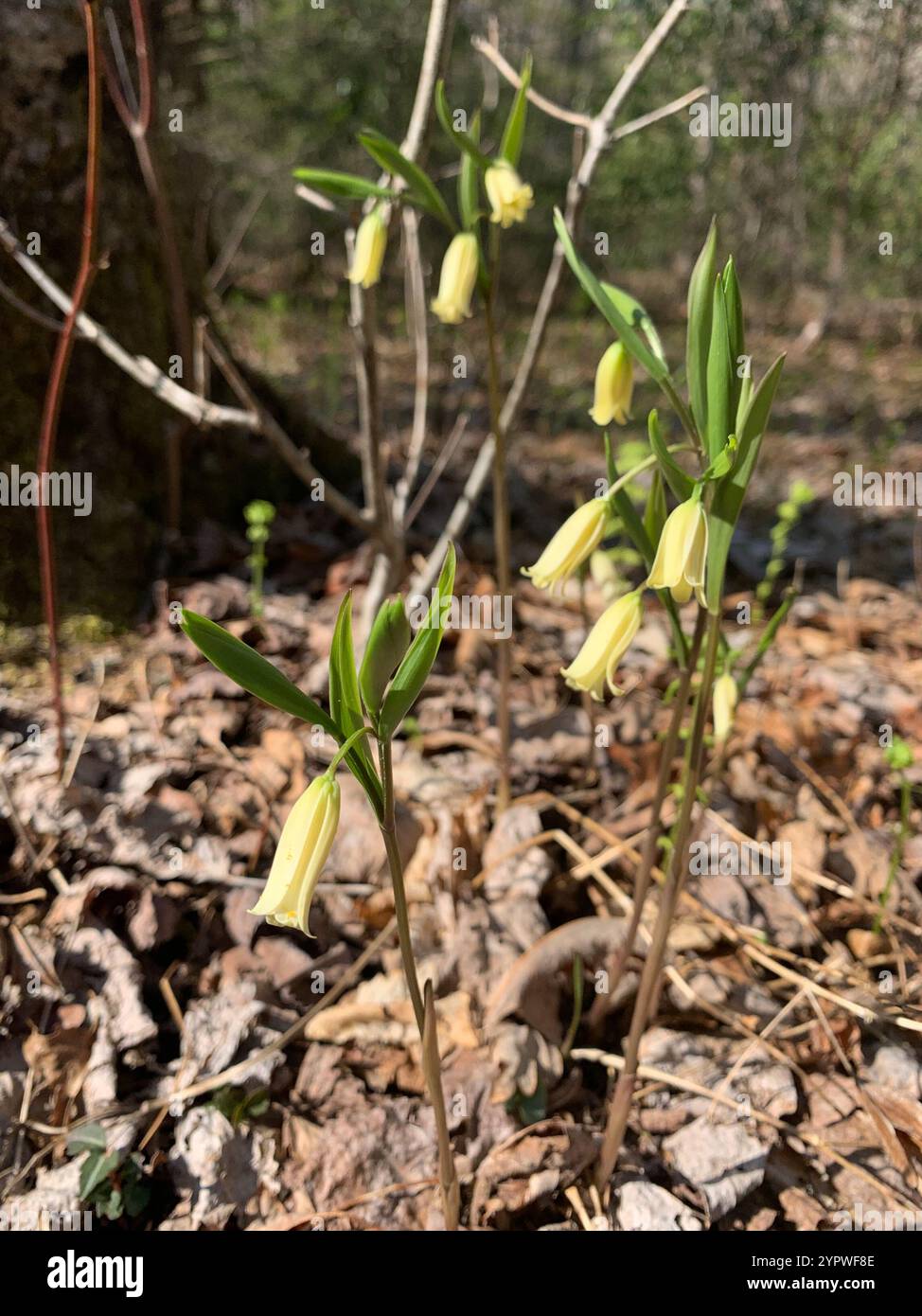Appalachian bellwort (Uvularia puberula Stock Photo - Alamy
