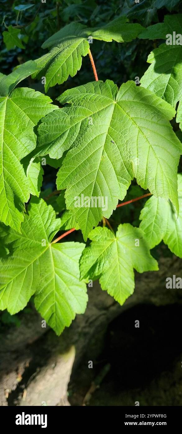 sycamore maple (Acer pseudoplatanus Stock Photo - Alamy