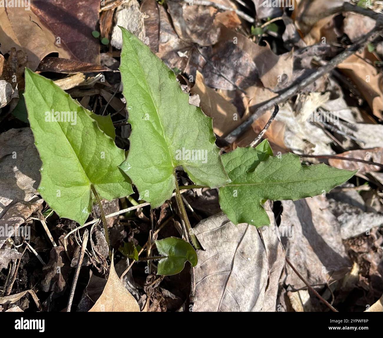 tall rattlesnake root (Nabalus altissimus Stock Photo - Alamy