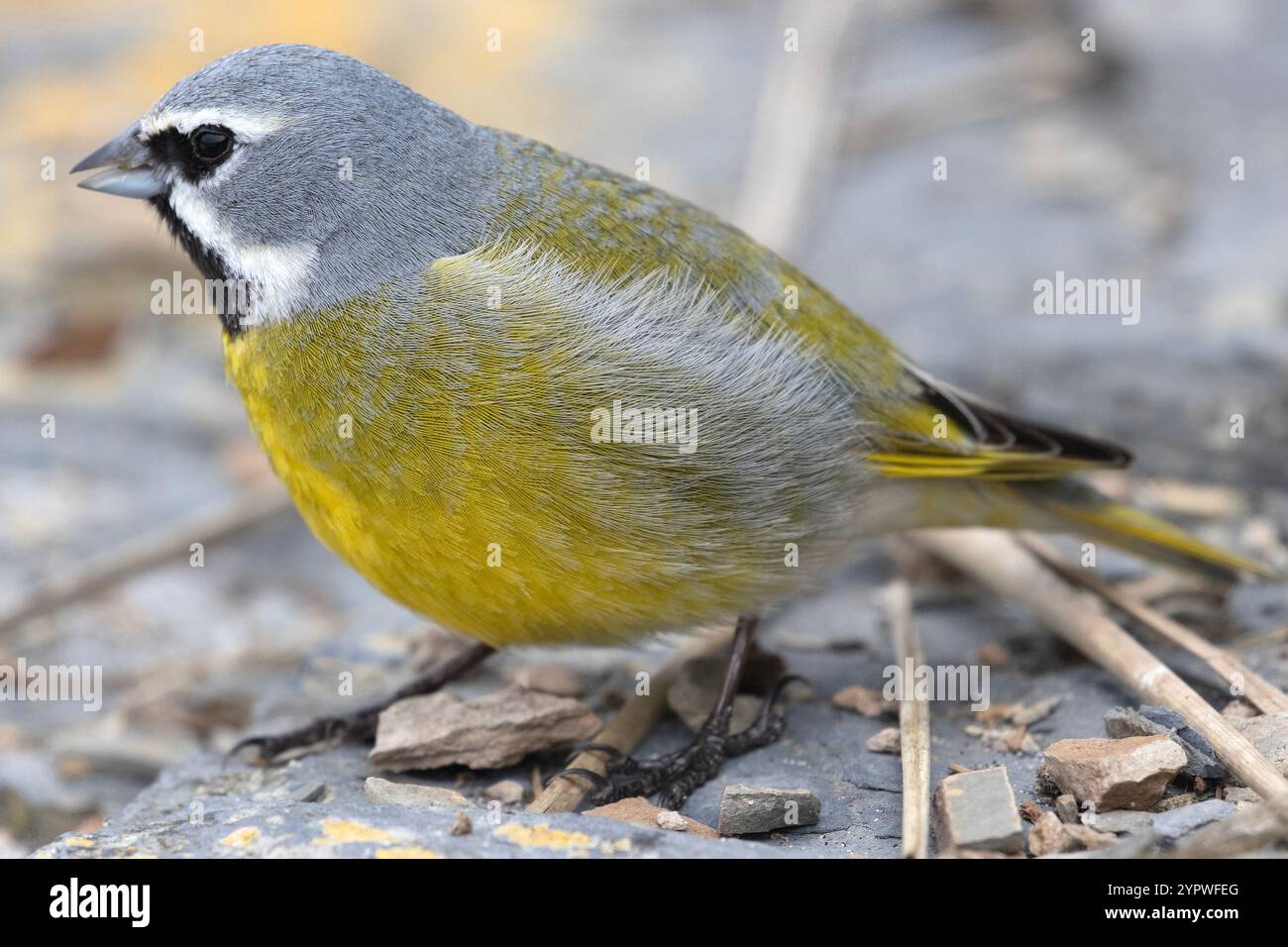 White Bridled Finch or Black Throated Finch, Melanodera melanodera ...