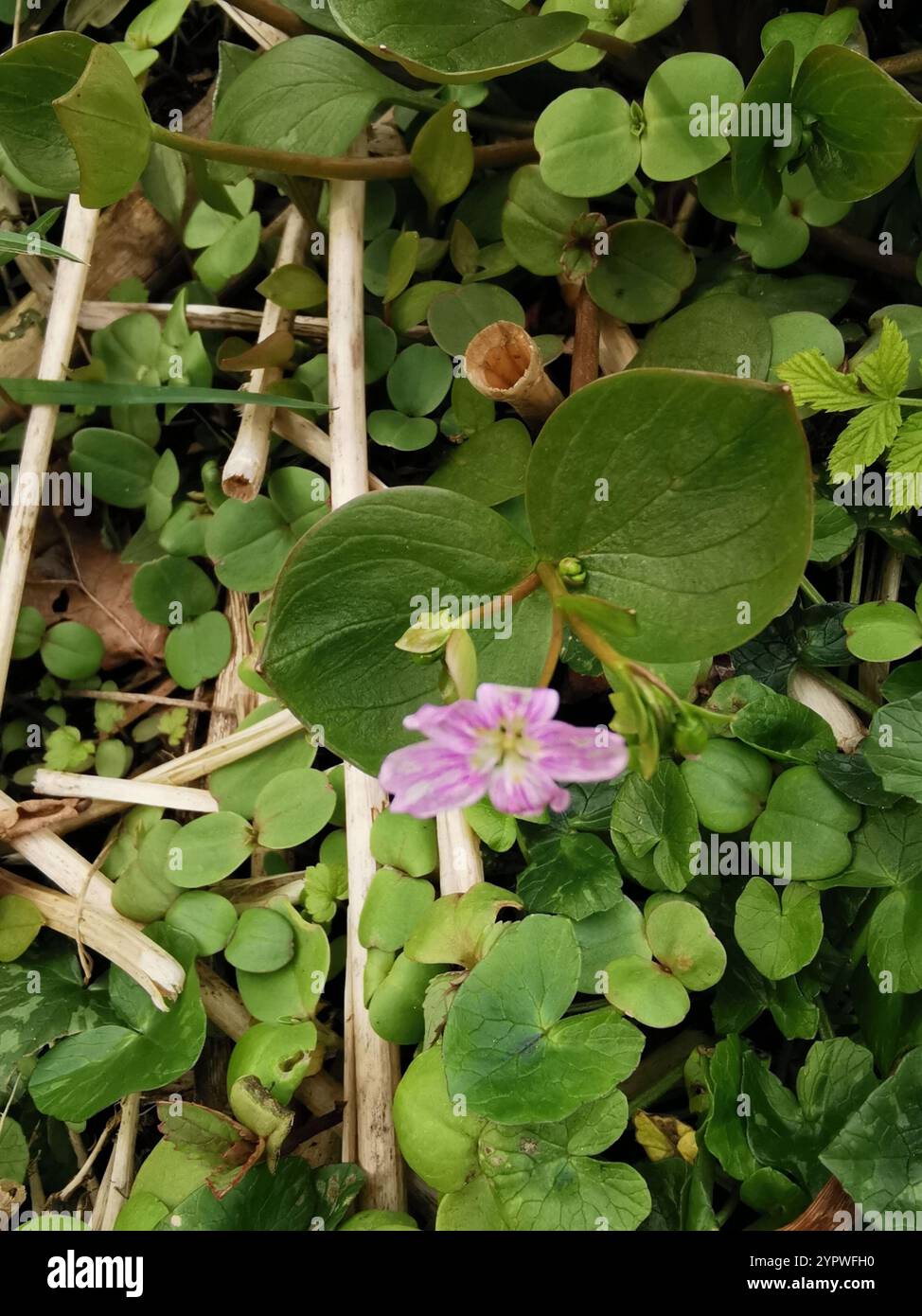 Candy Flower (Claytonia sibirica Stock Photo - Alamy