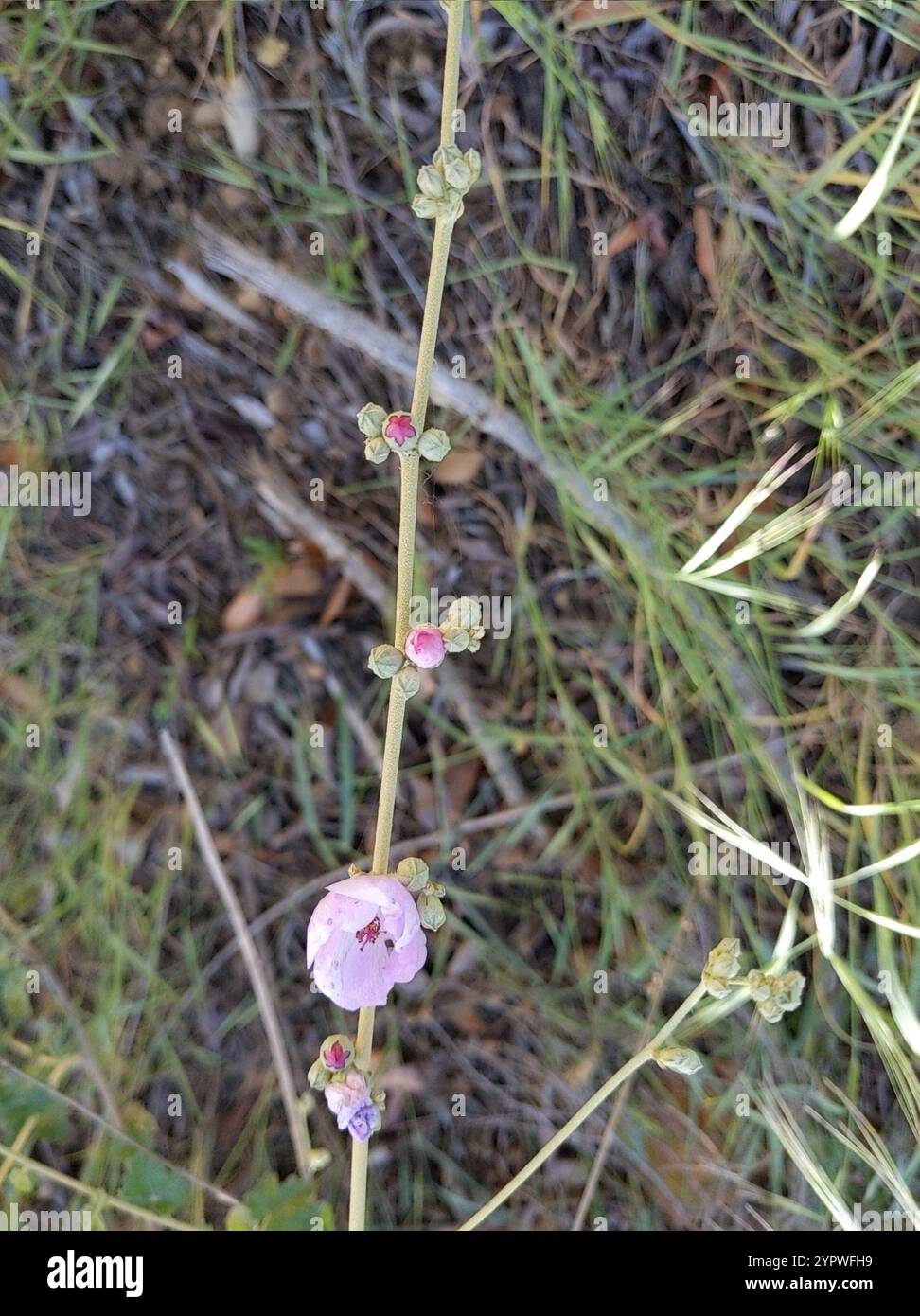 southern coastal bushmallow (Malacothamnus fasciculatus Stock Photo - Alamy