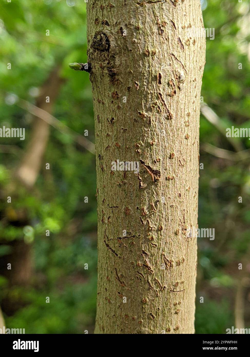 field maple (Acer campestre Stock Photo - Alamy