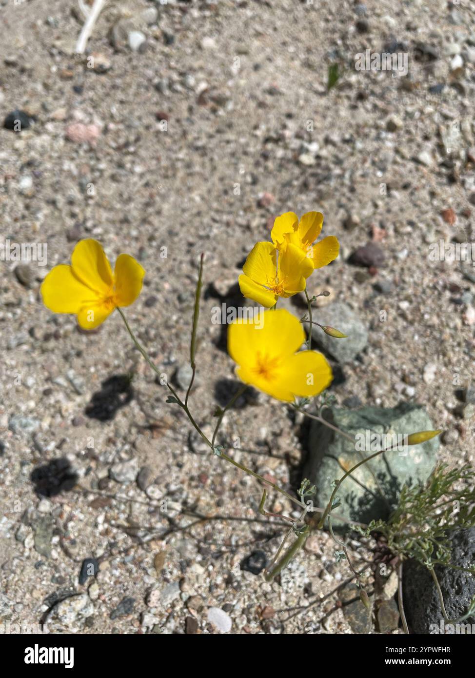 Desert Poppies (Eschscholzia Stock Photo - Alamy