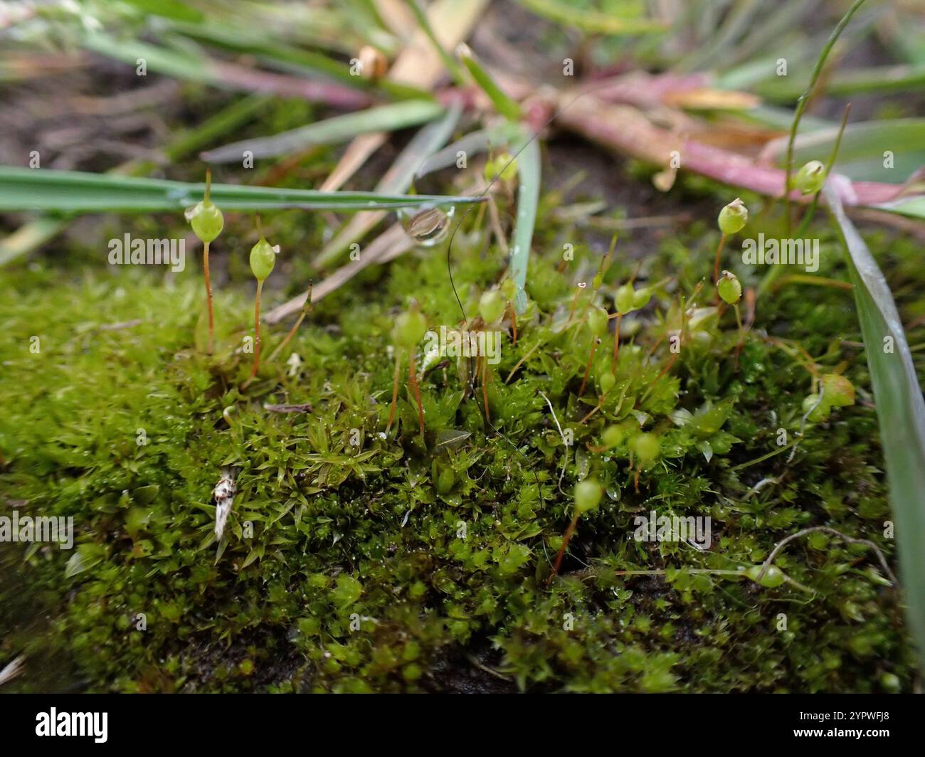 common bladder moss (Physcomitrium pyriforme Stock Photo - Alamy