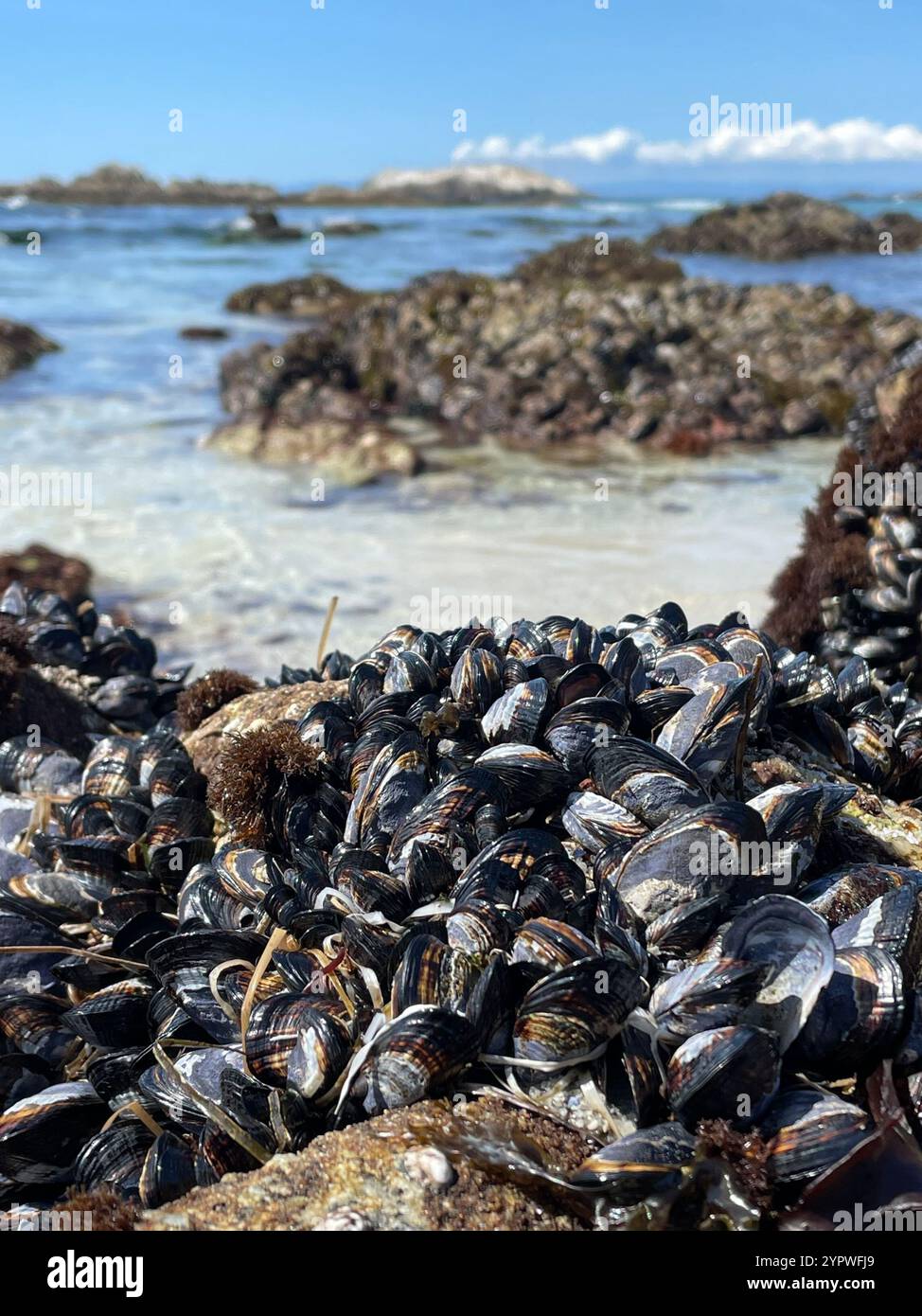 California Mussel (Mytilus californianus Stock Photo - Alamy
